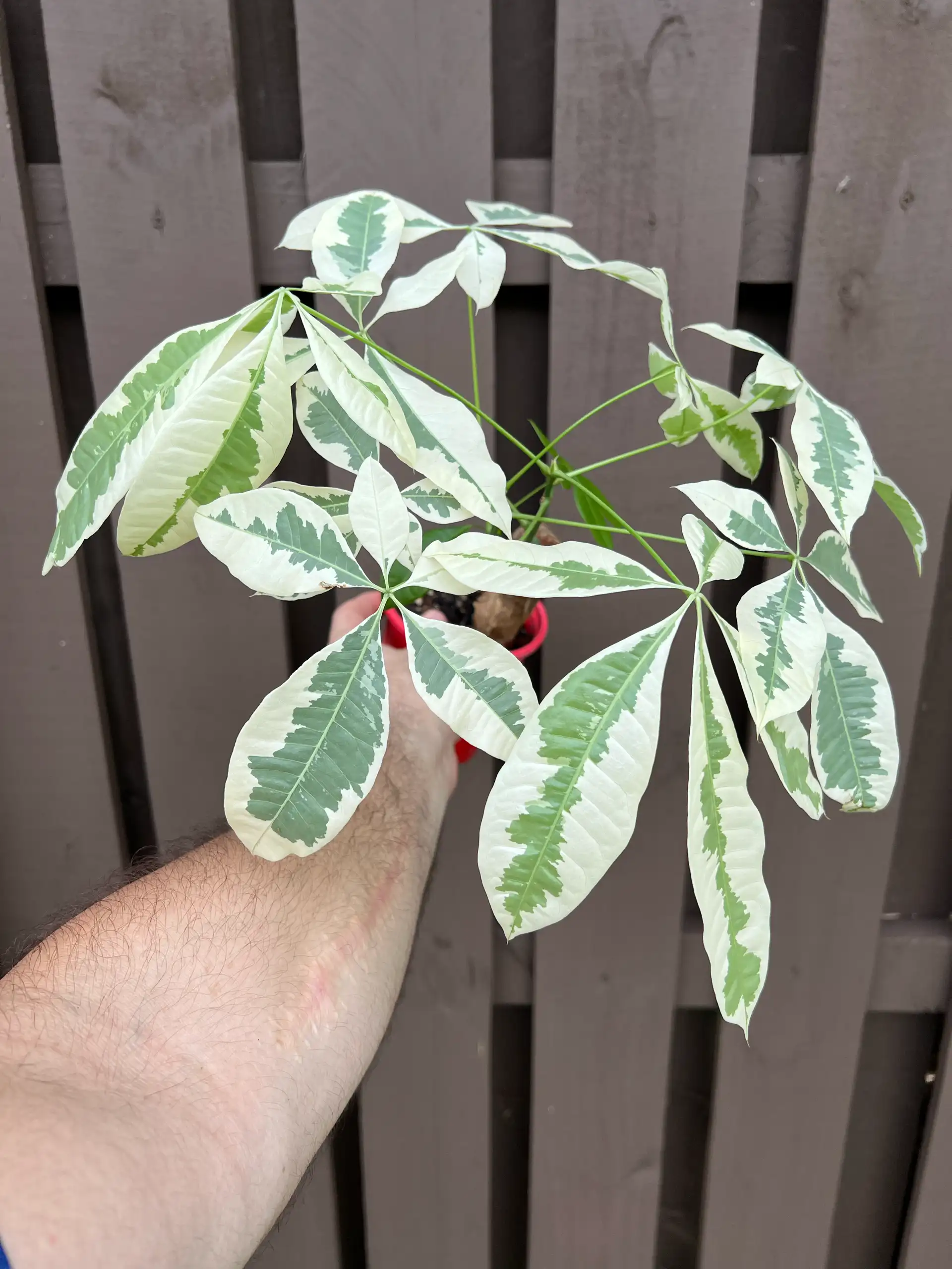 Variegated money tree - Blossm