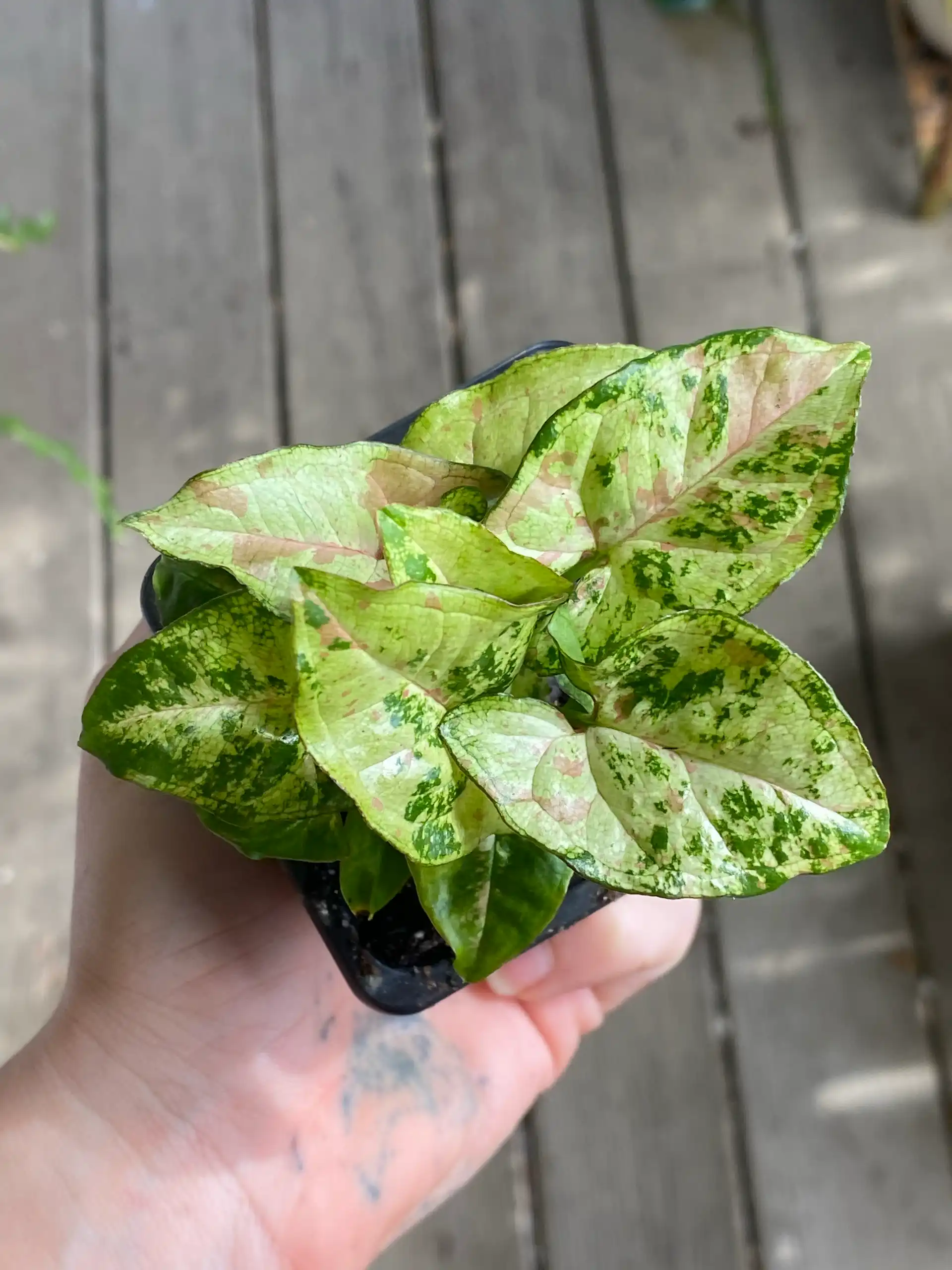 Syngonium Tricolor Confetti - Blossm