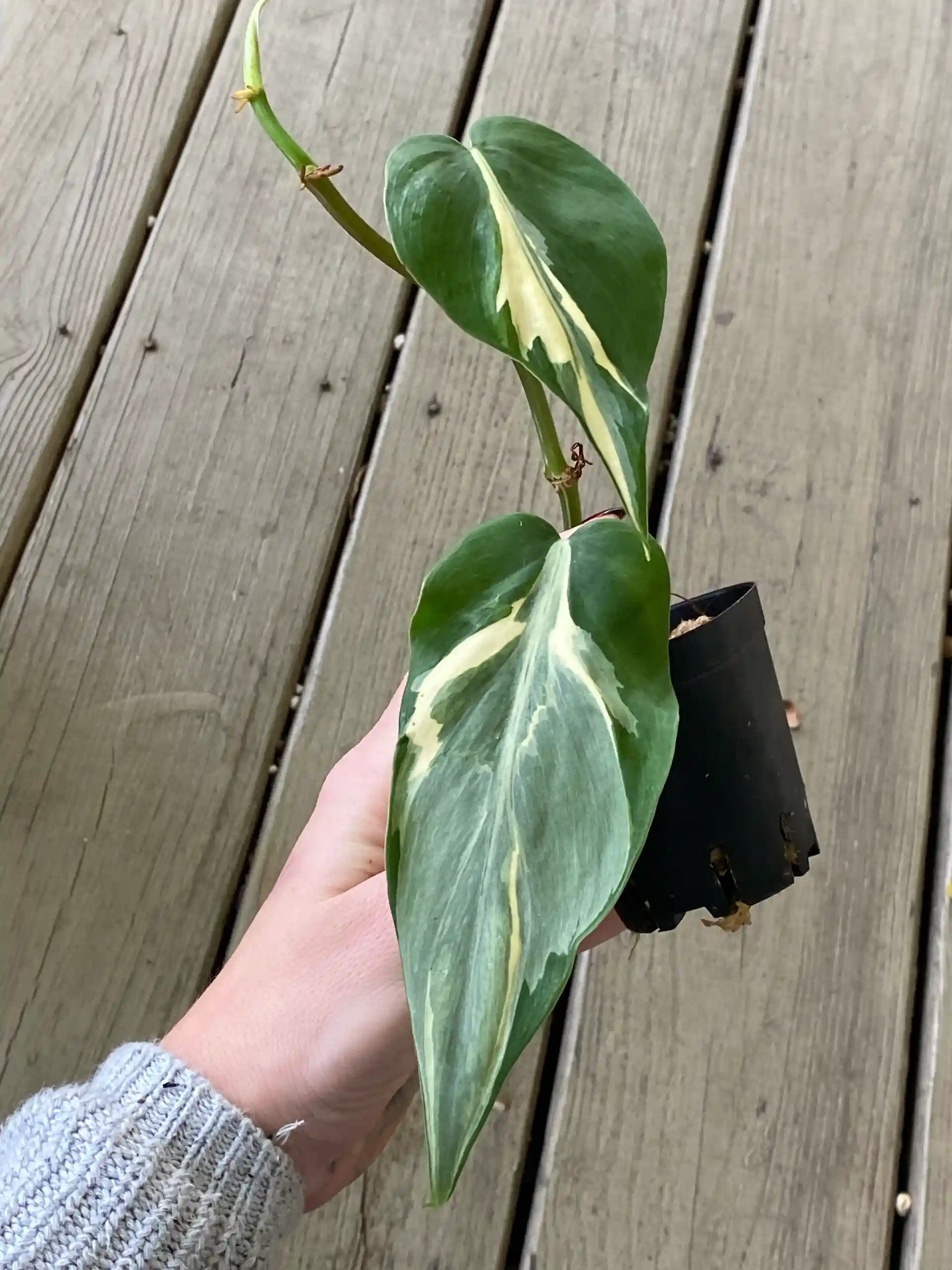 Philodendron Rio - Blossm