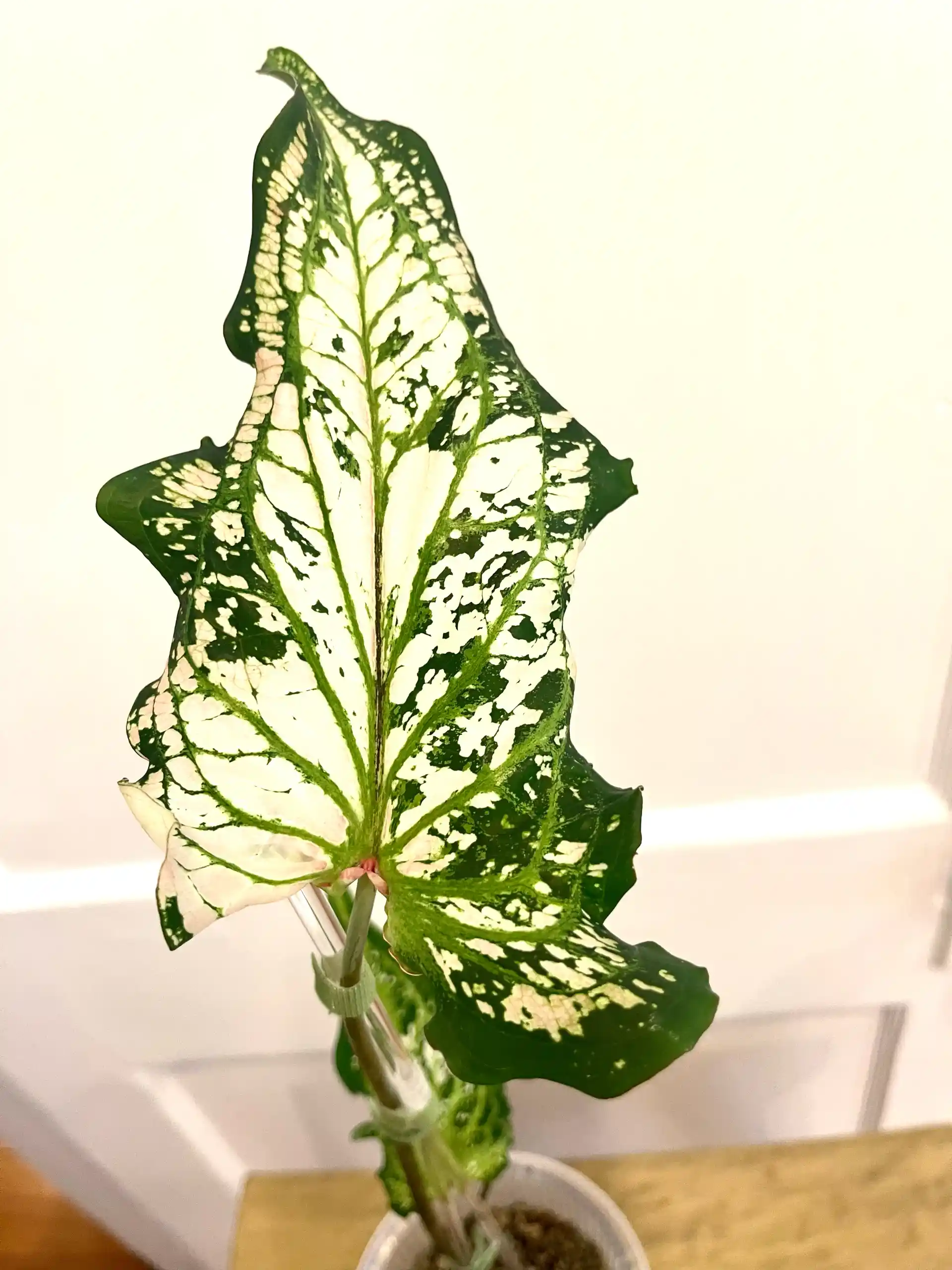 Caladium Pink Symphony - Entire Plant - Blossm