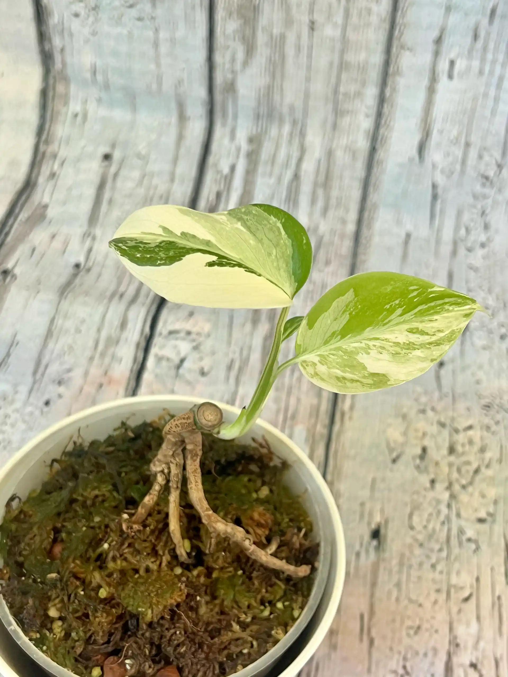 Monstera Albo Bottom Cut, 2 Growth Points, Heavily Rooted - Blossm