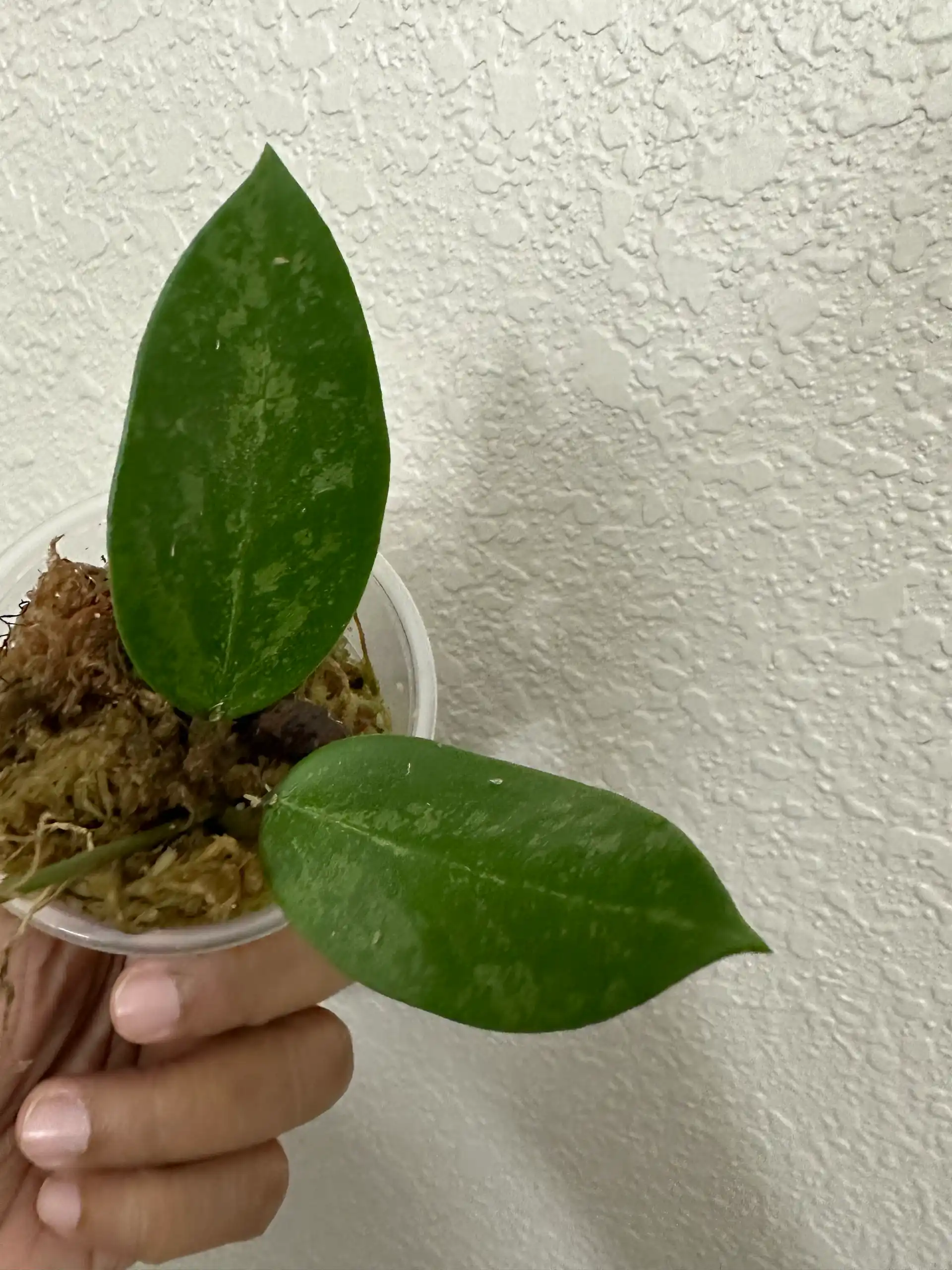 Rare Hoya Rime splash - Blossm