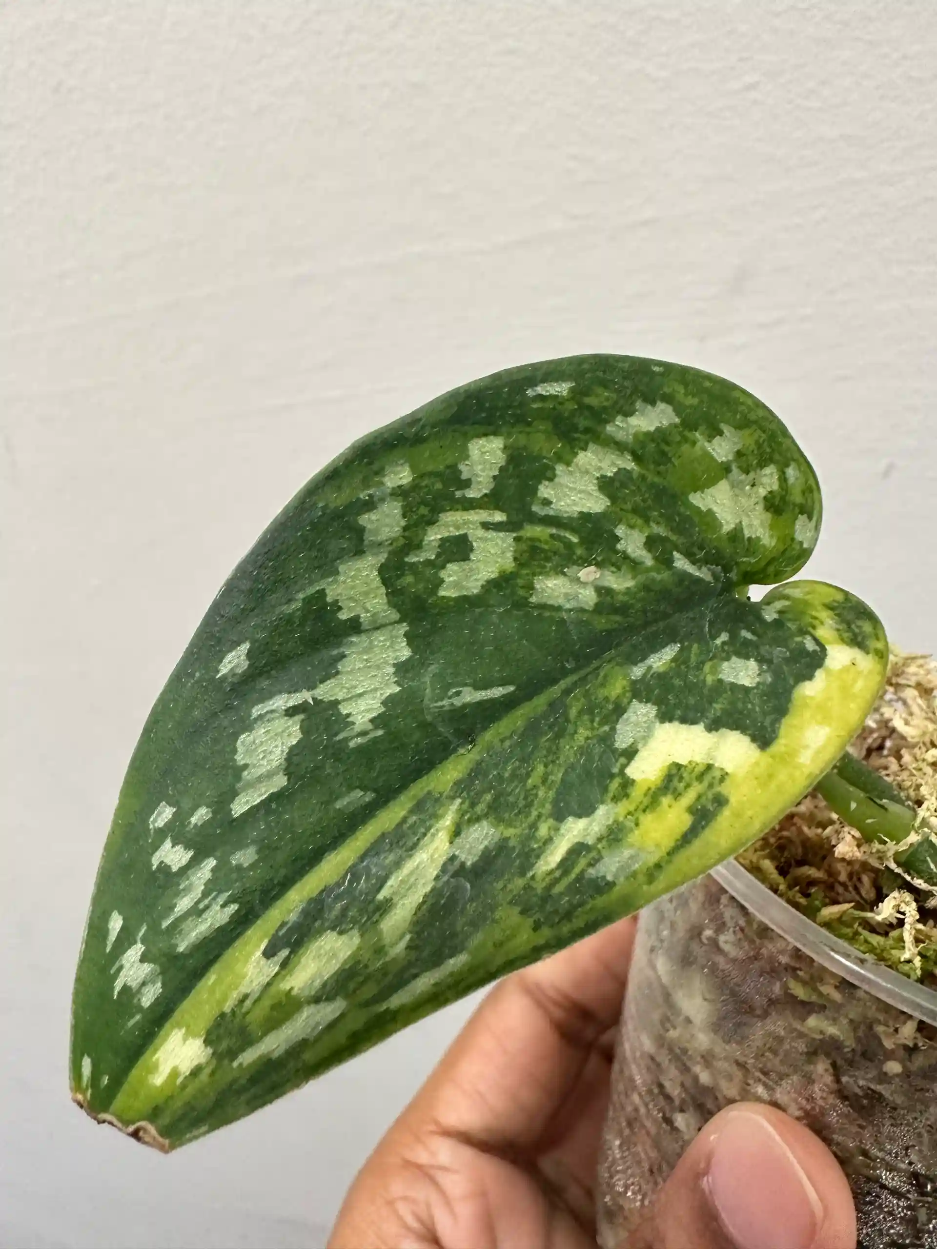 Very Rare Scindapsus Marahuyo Rooted Cutting - Blossm