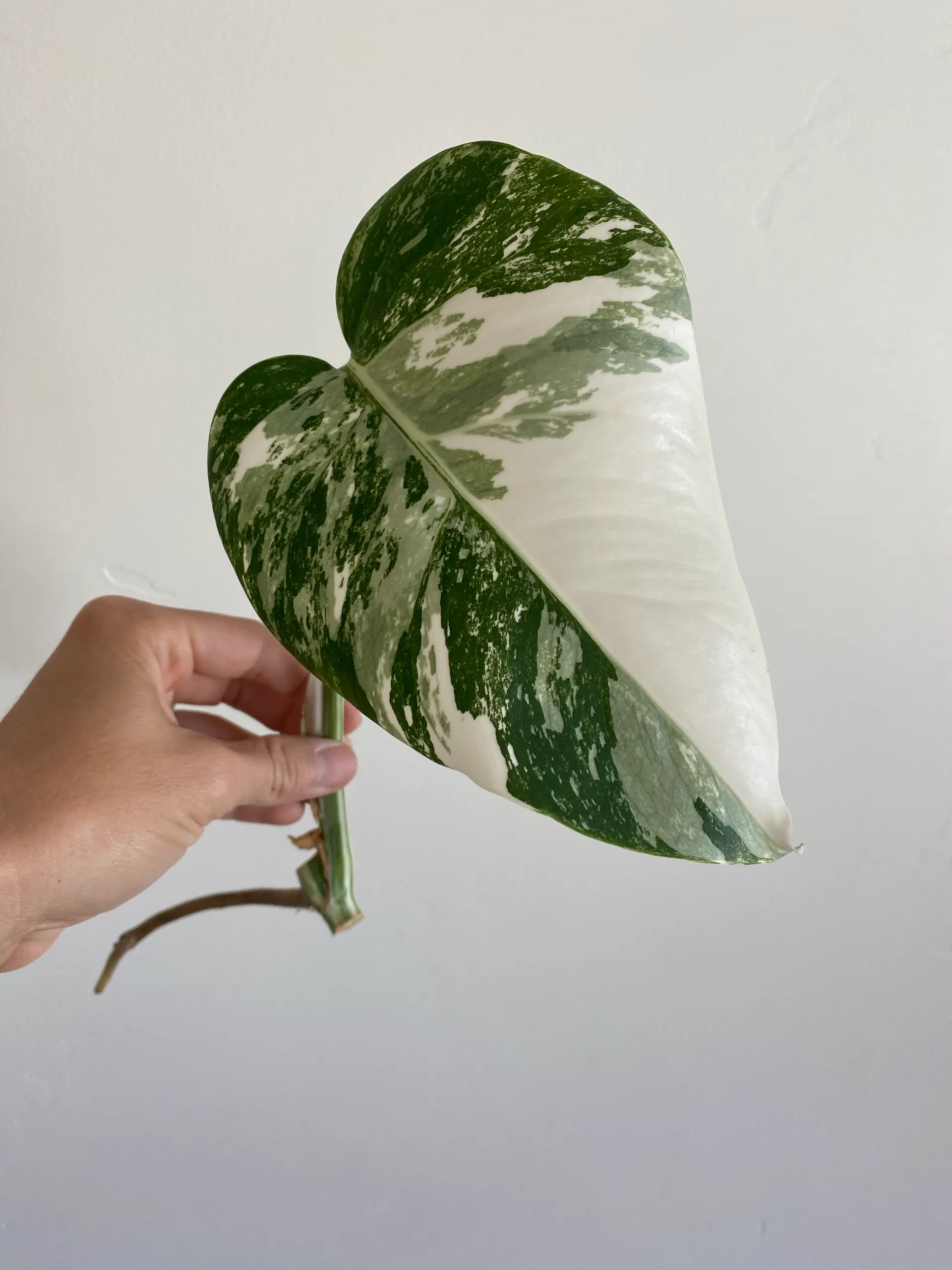 Monstera Albo Cuttings Small Form - Blossm
