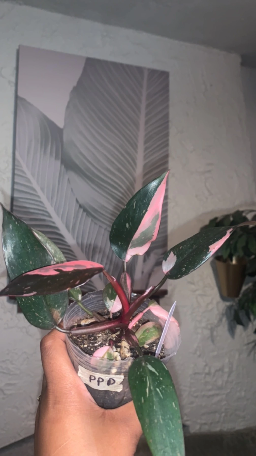 Plant Community Marketplace - Blossm