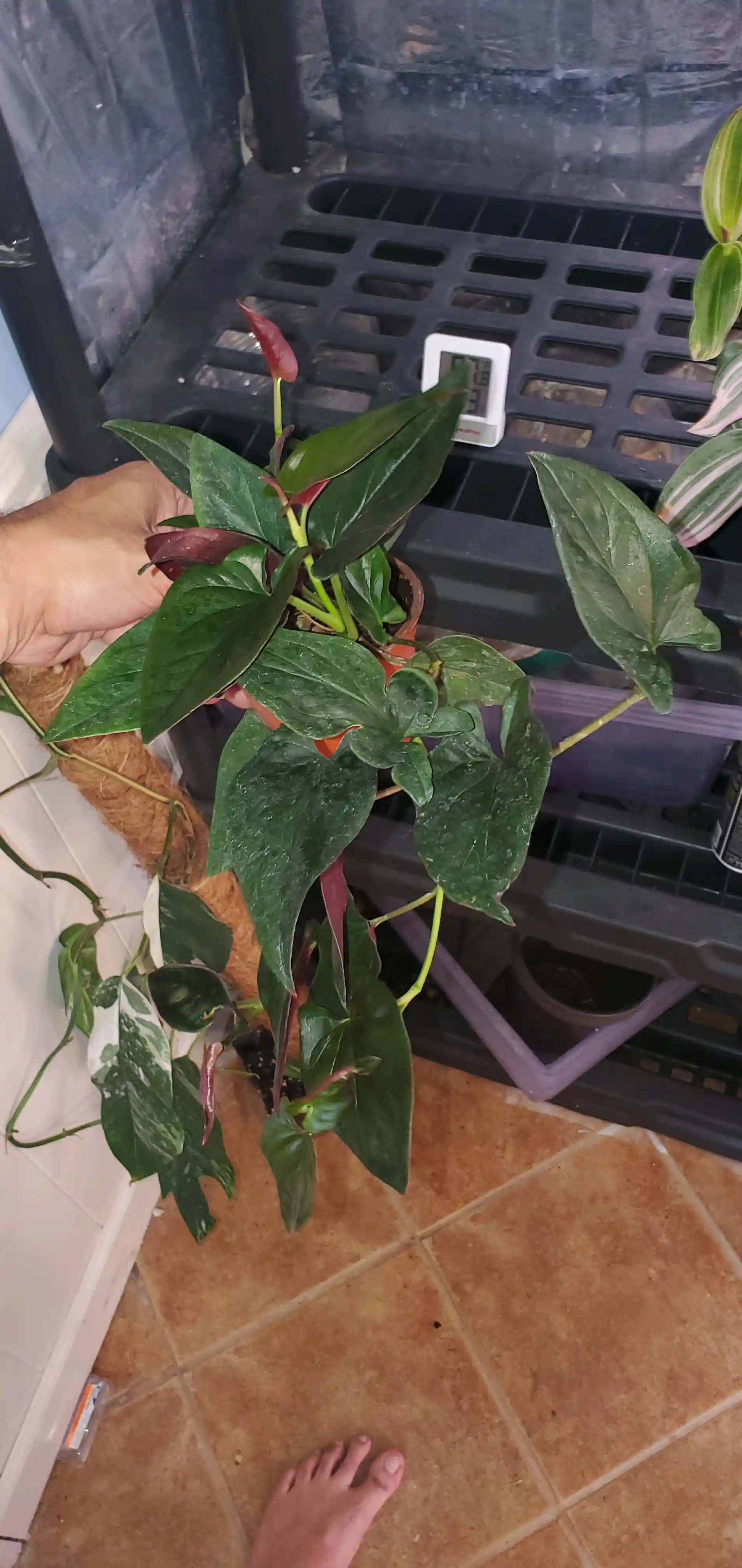 Red Arrow El Carti Rd Syngonium - Blossm