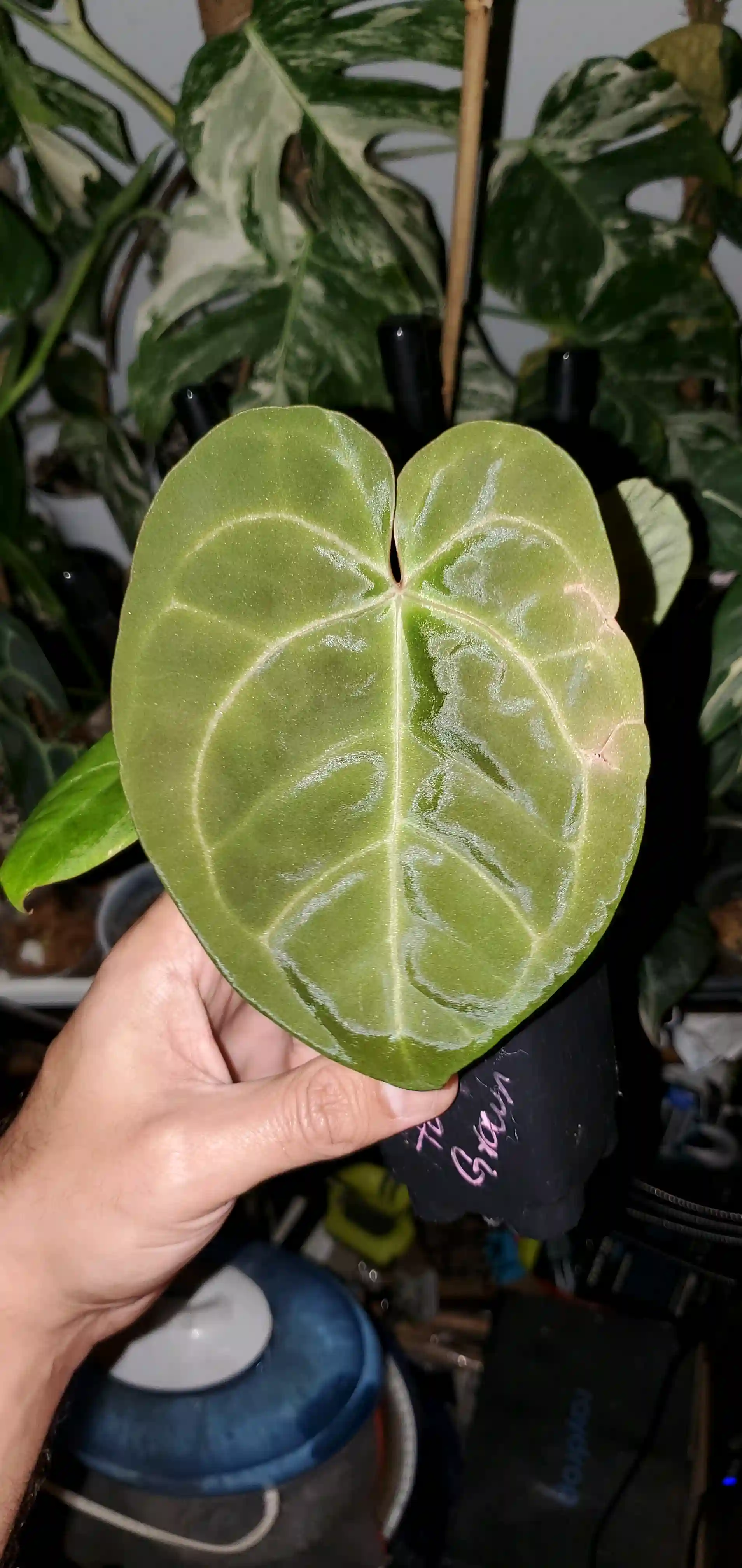 Papi X Crystal X Mag/ Papi - Blossm