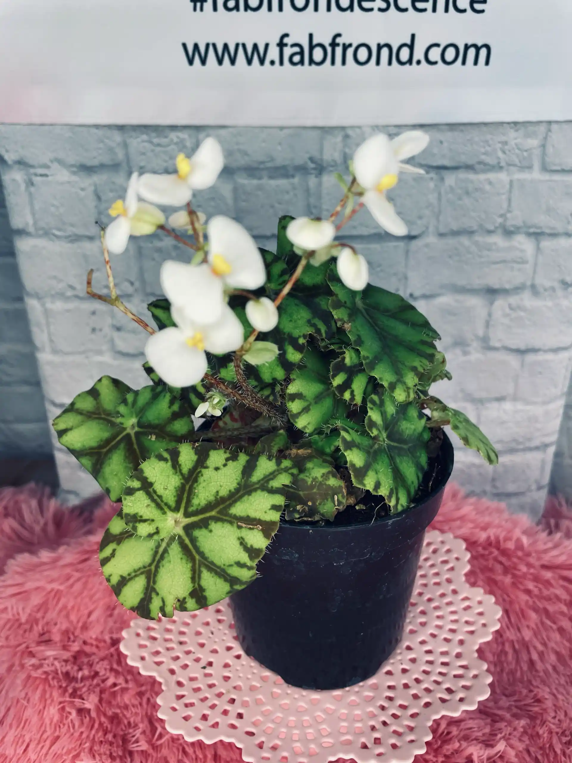 Tiger 🐯 Paw 🐾/ Eyelash Begonia ♥️ - Blossm