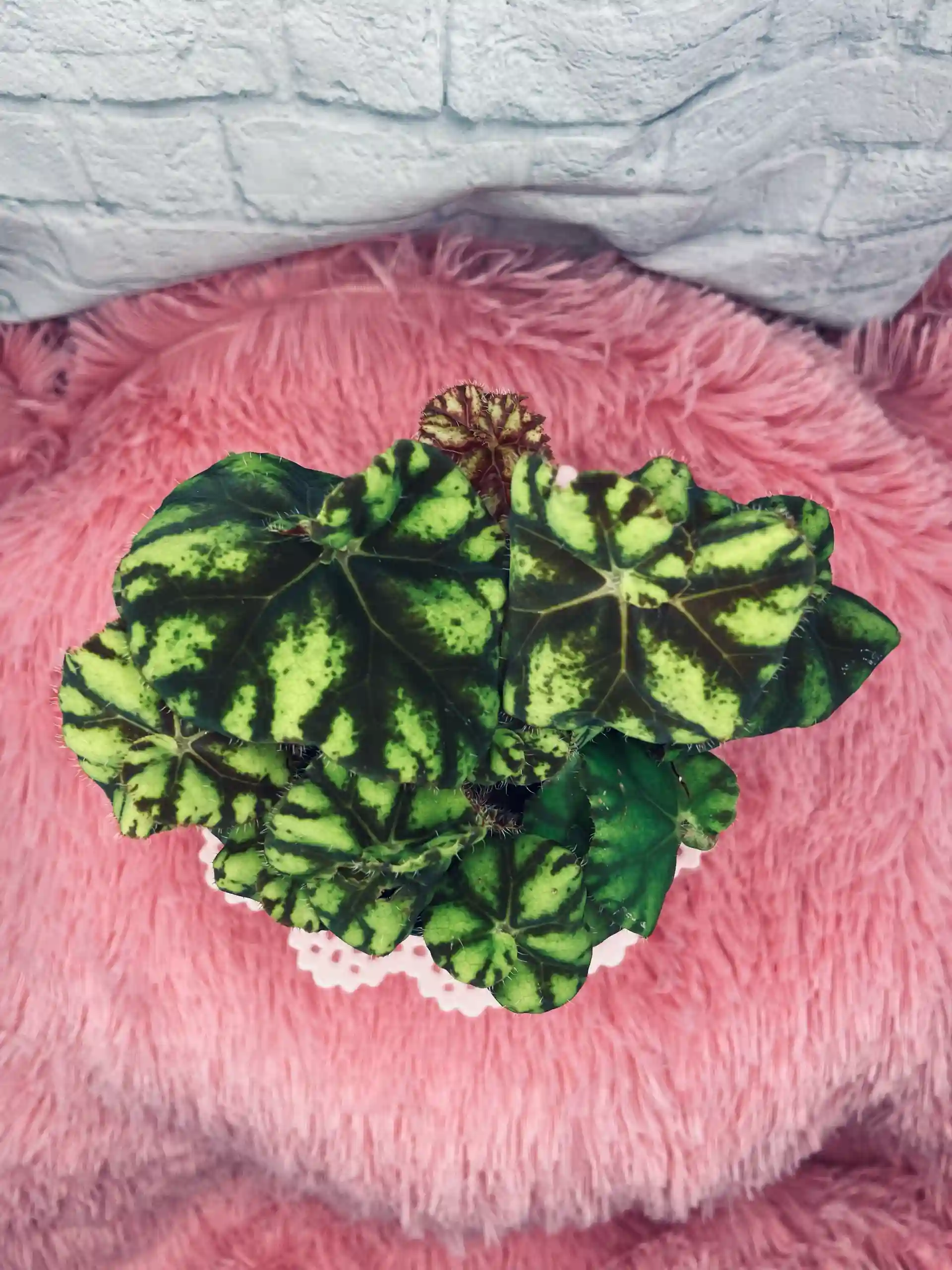 Tiger 🐯 Paw 🐾/ Eyelash Begonia ⭐️ - Blossm