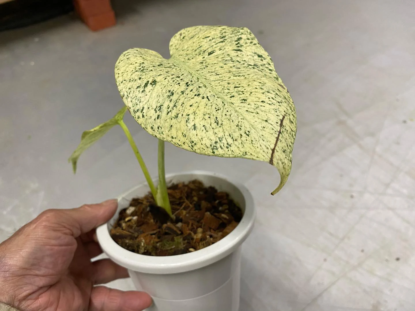 Monstera White Monster From Kunzo - Blossm