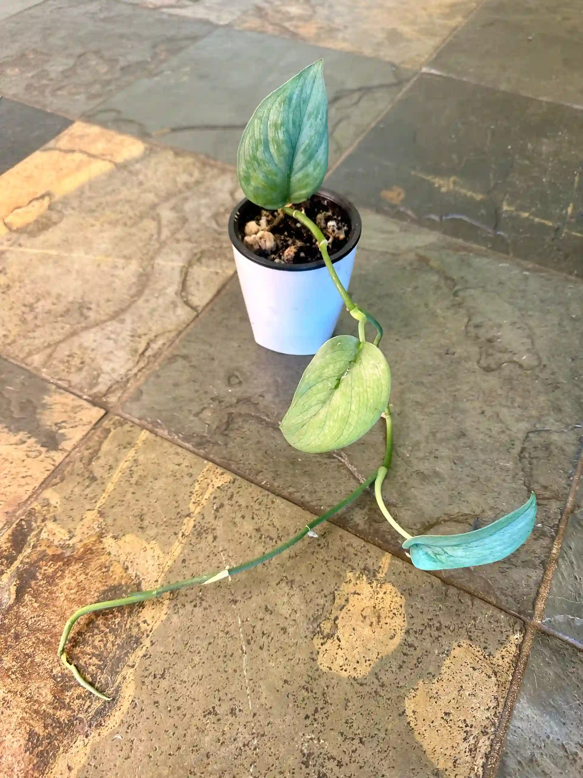 Scindapsus Pictus Tattoo Rooted Cutting, 12 Nodes - Blossm