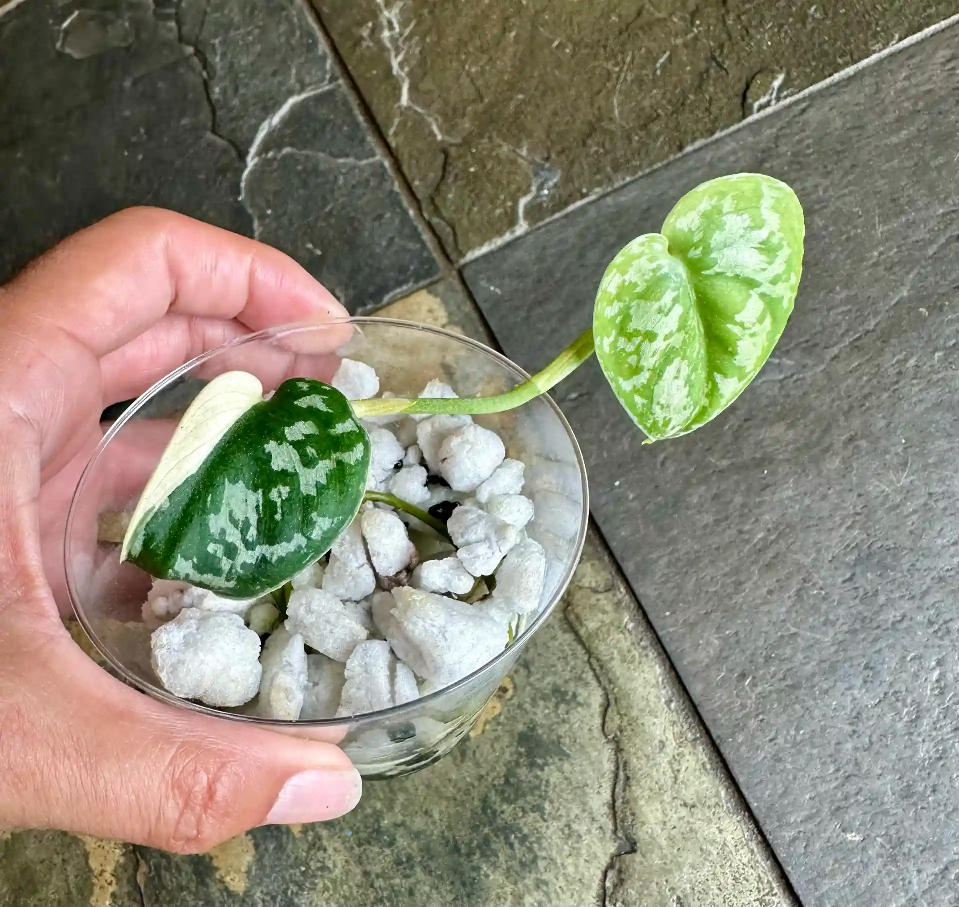 Scindapsus Mayari, Yellow Variegation, Well Rooted, 3 Nodes, Growth ...