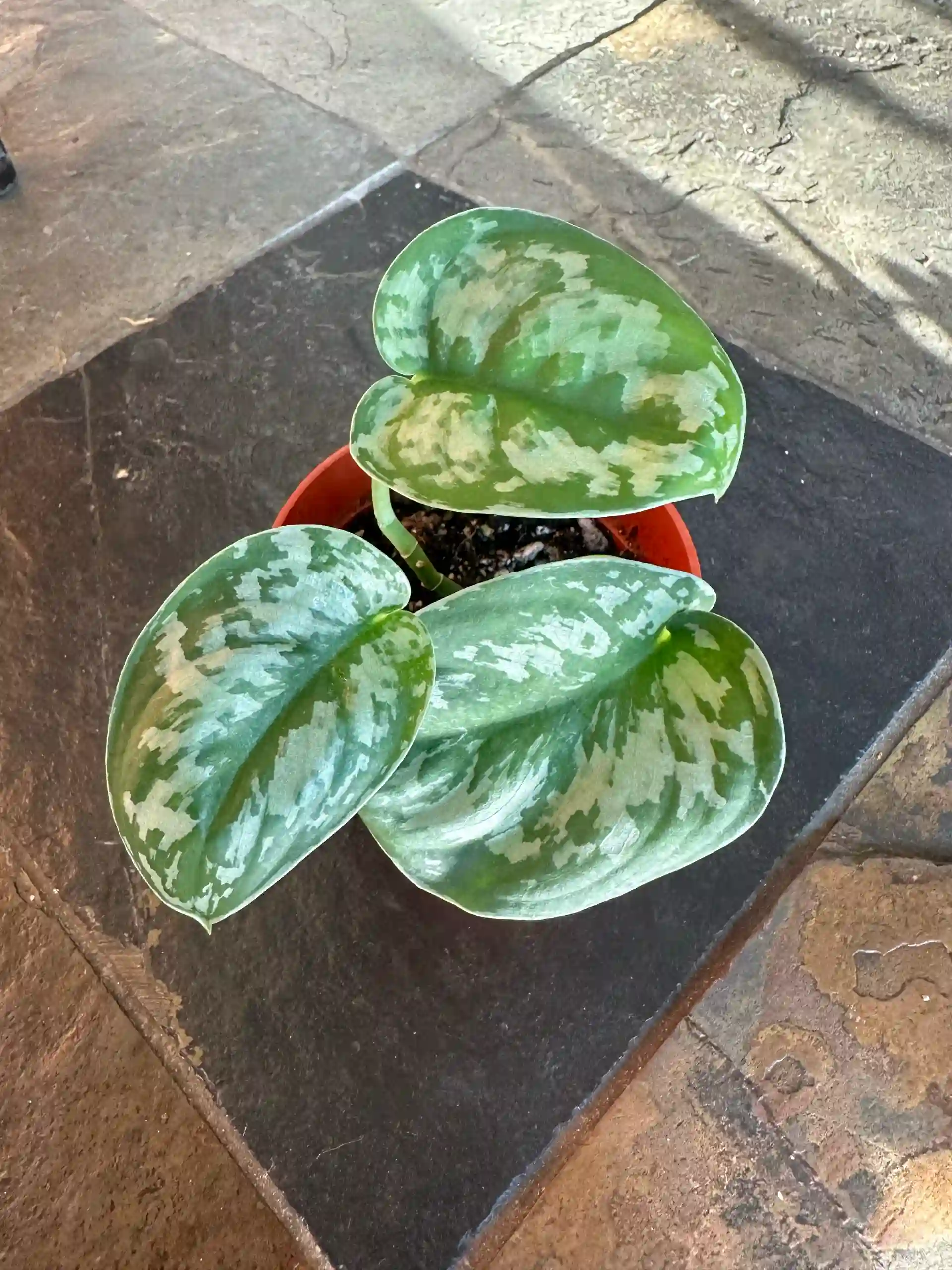 Scindapsus Silver Queen Starter Plant - Blossm