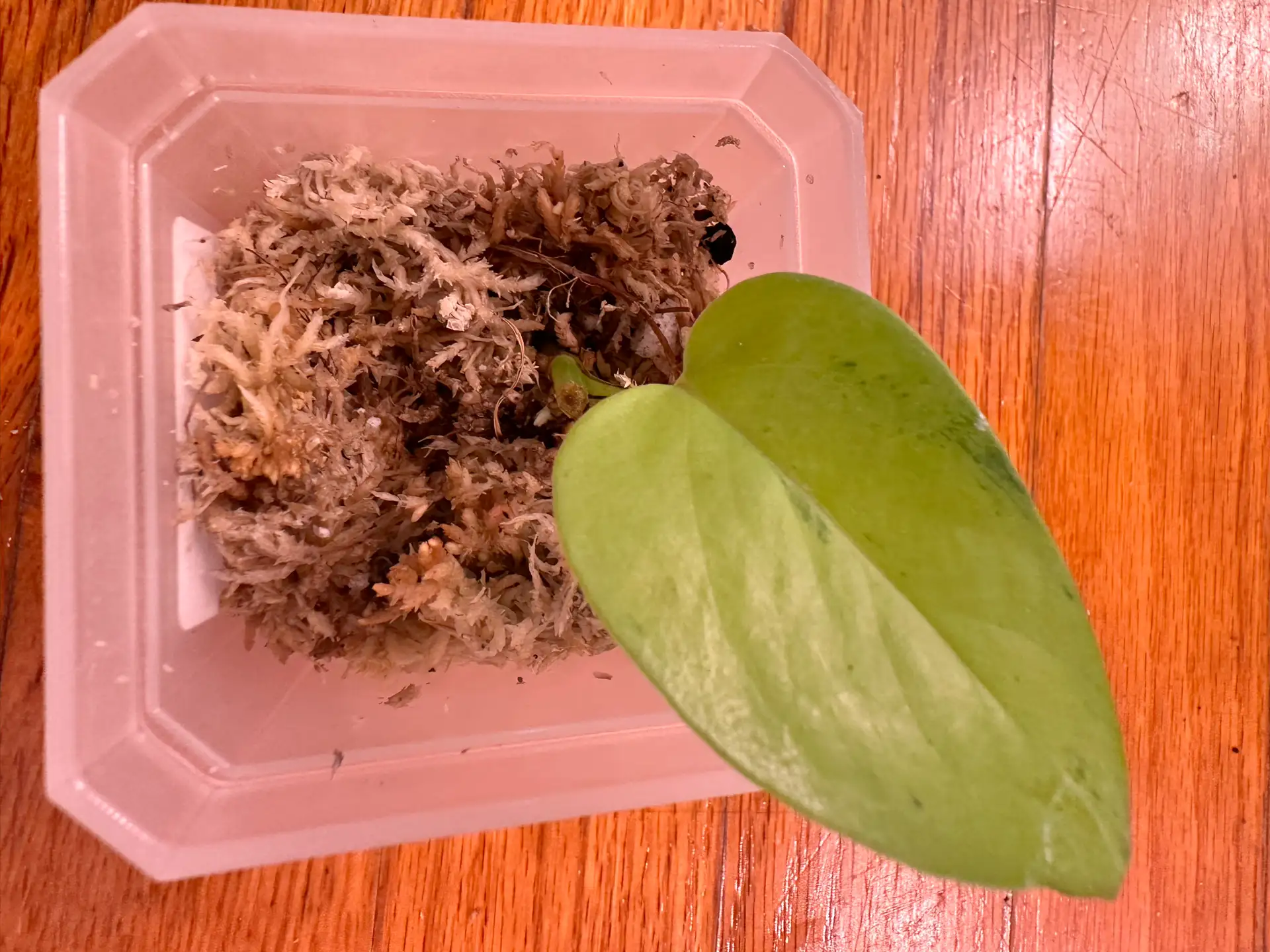 Epipremnum Teruno Pothos- Carnival- Rooted with New Growth “A” - Blossm