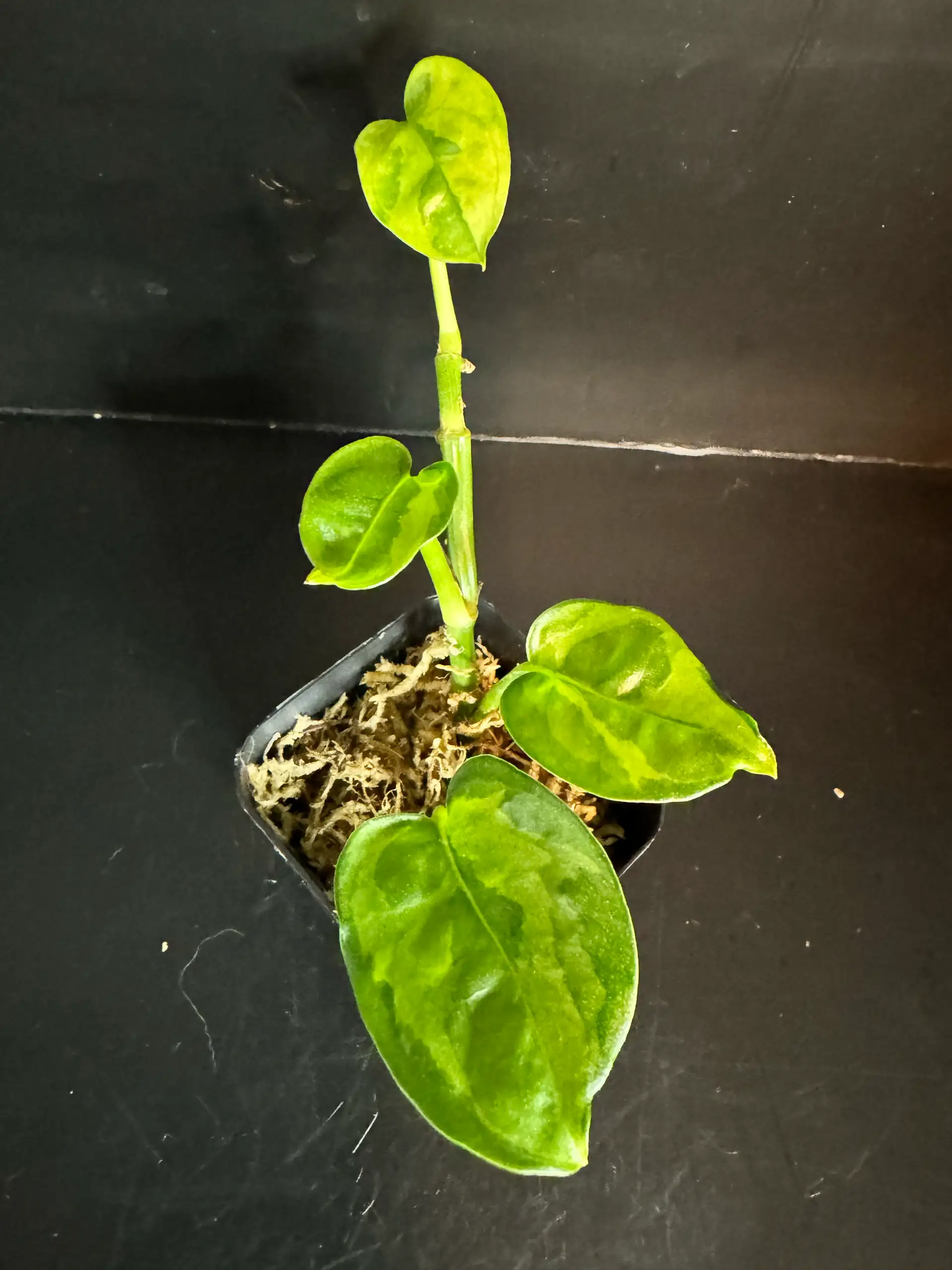Lizard Queen Pothos- 2” Rooted and Super Rare - Blossm