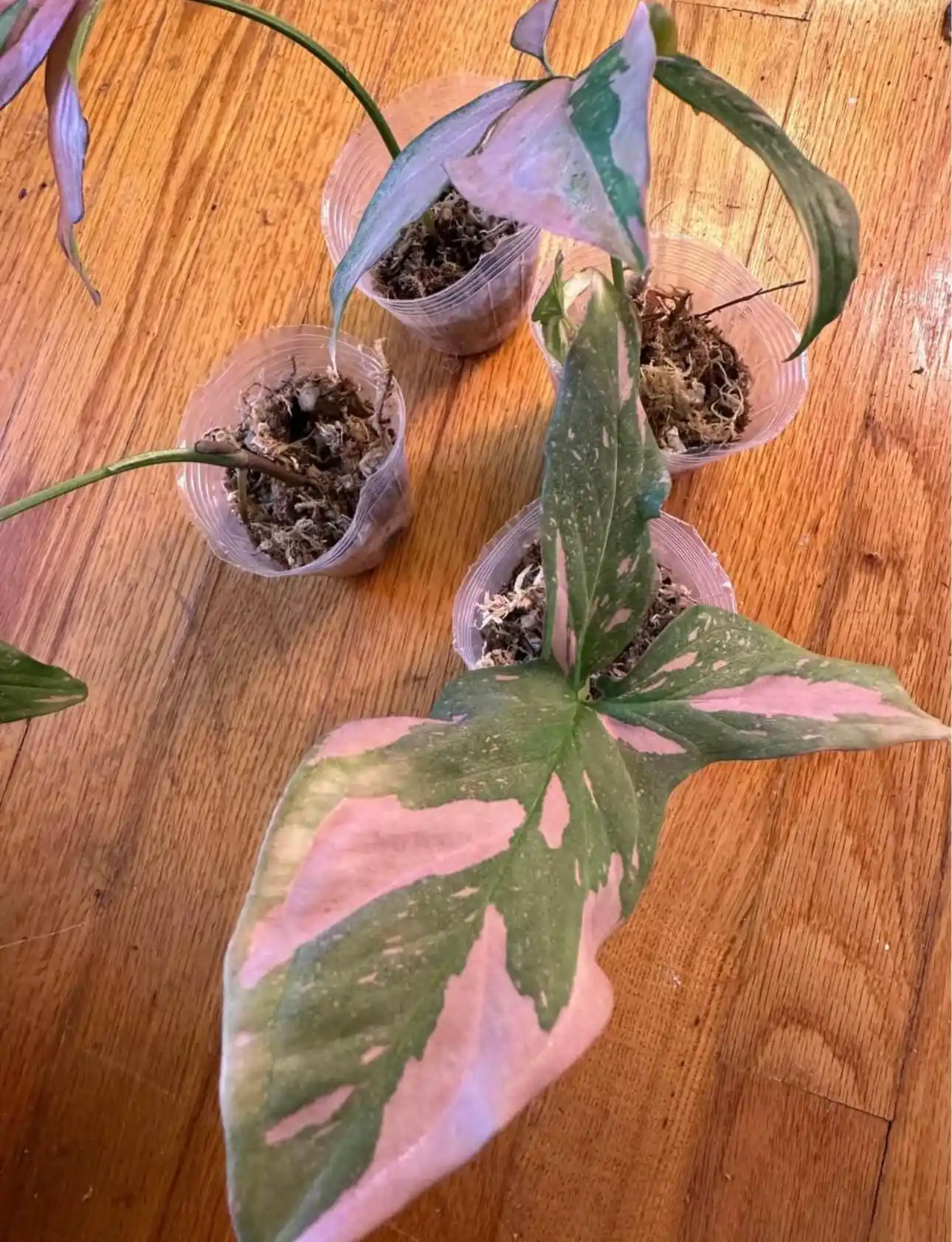 Syngonium Thai Pink Splash - Blossm