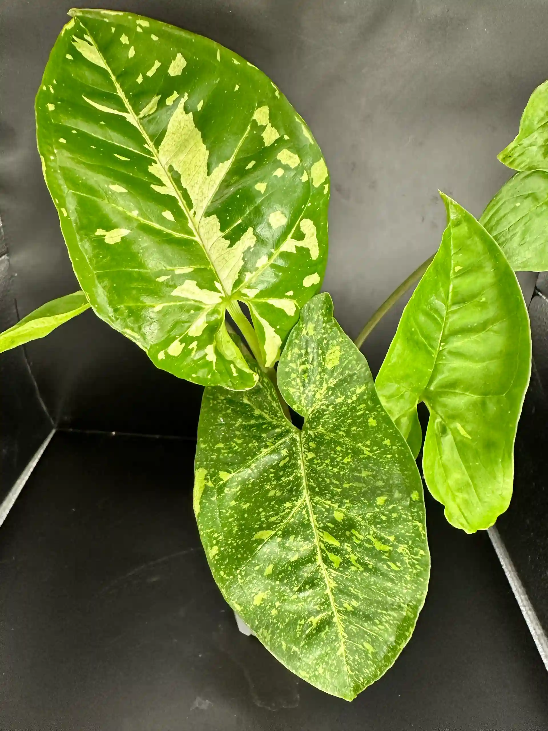 Syngonium Panda Galaxy 3” Rooted With New Growth - Blossm