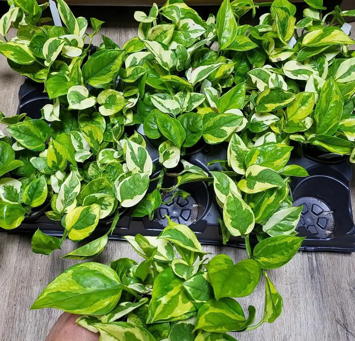 Two (2) Lemon Meringue and Two (2) Lizard Queen Pothos Unrooted ...