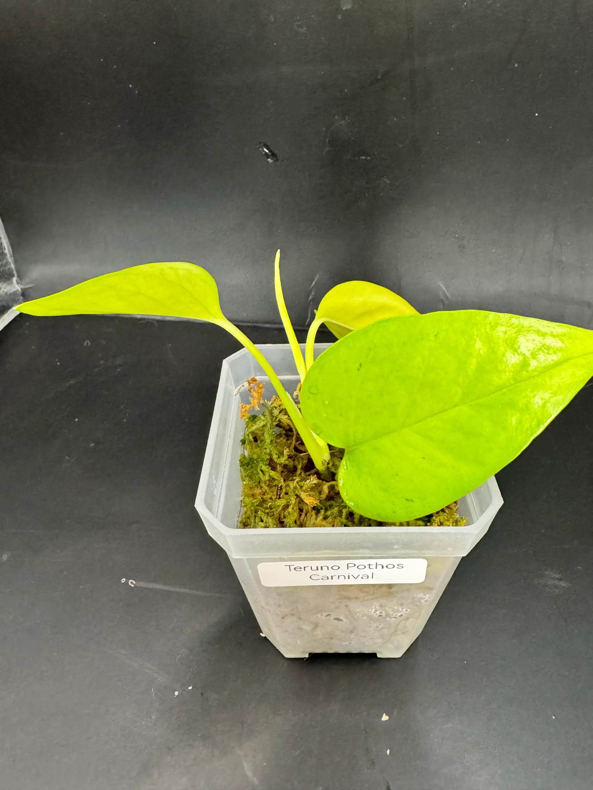Epipremnum Teruno Pothos- Carnival- Rooted with New Growth “B” - Blossm