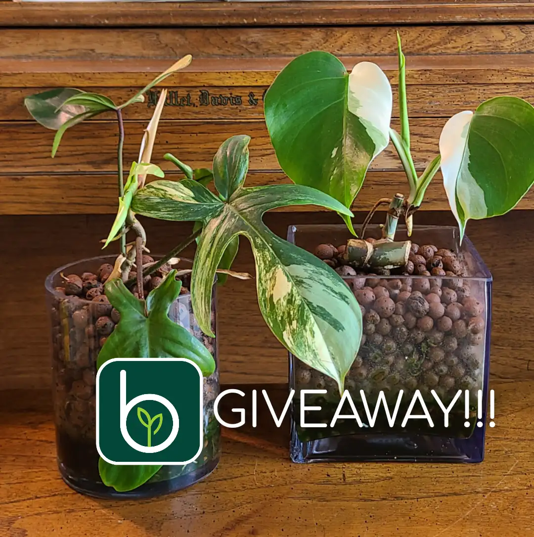 Special Web Release Blossm GIVEAWAY - Monstera Albo & Philodendron ...