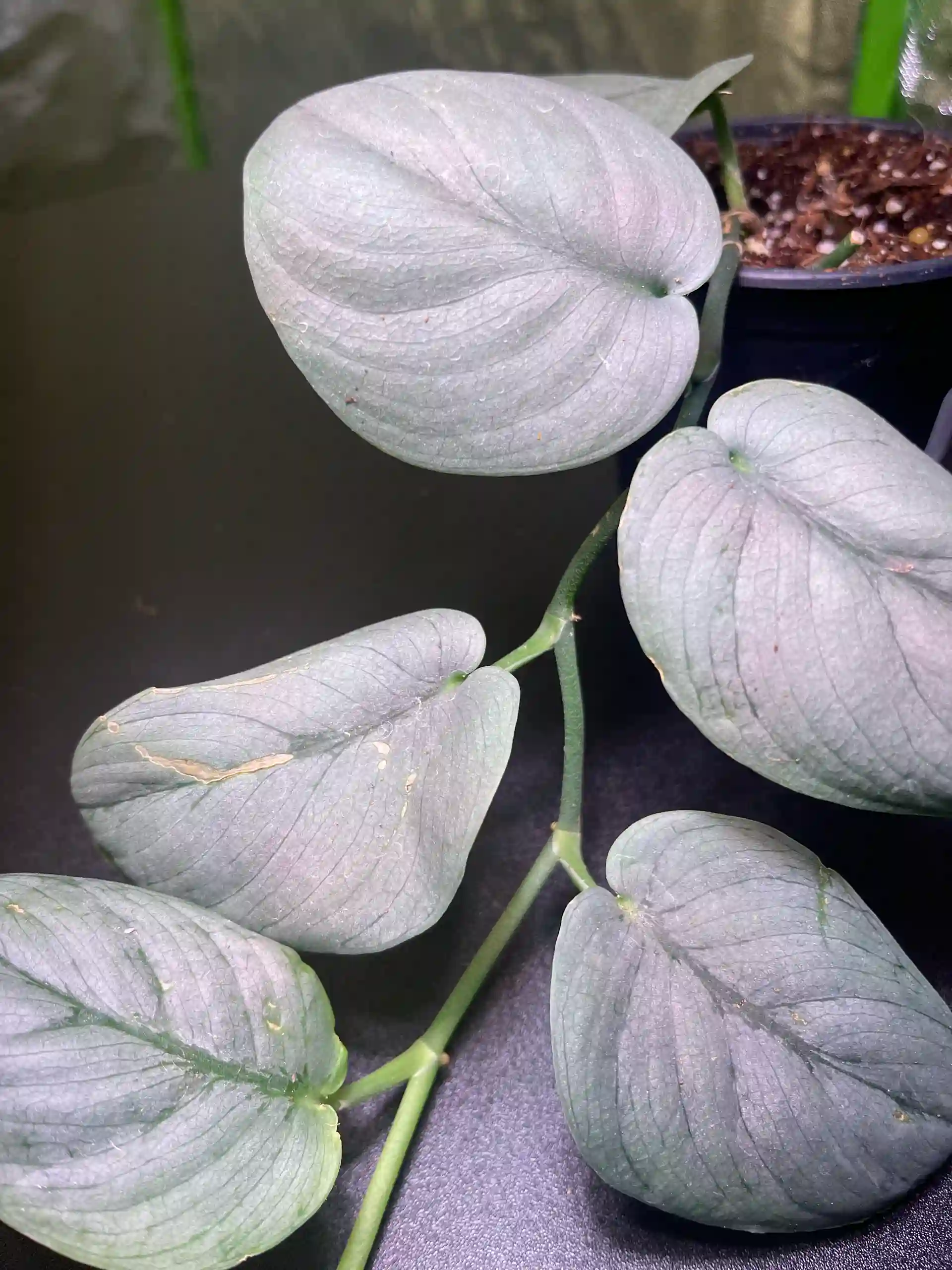 Silver Hero Scindapsus - Blossm