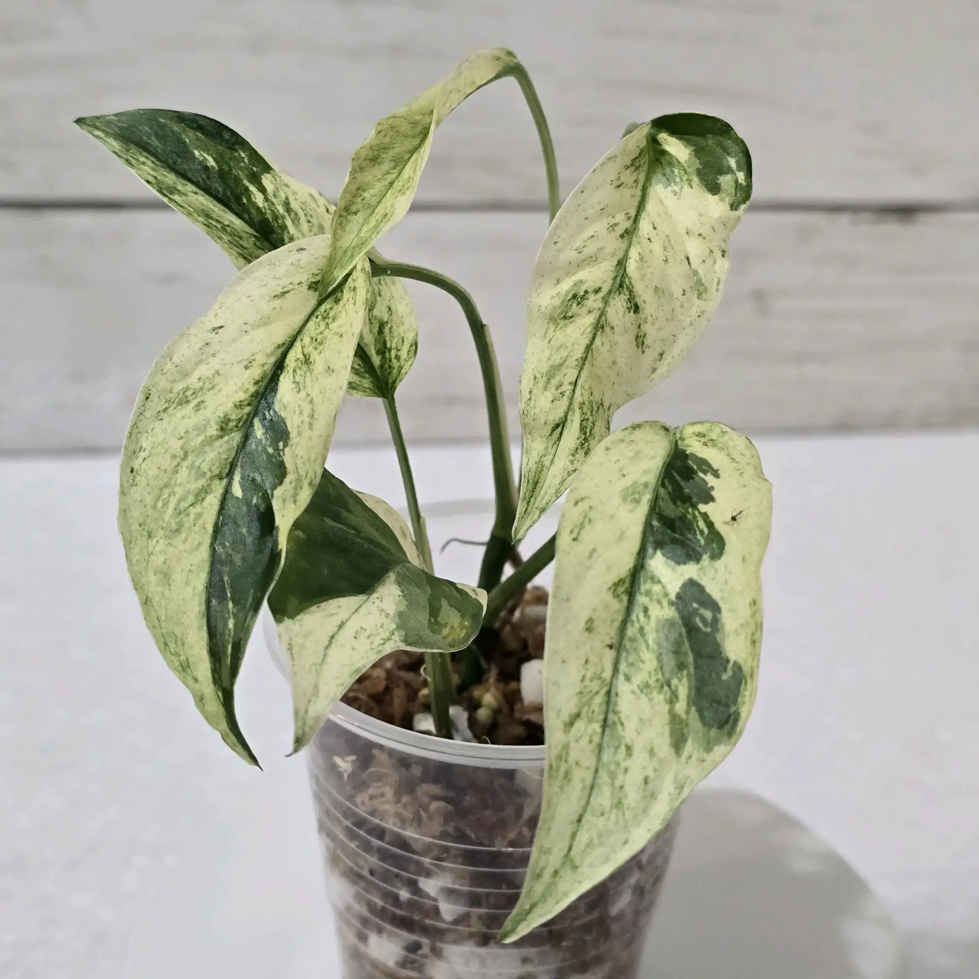 Monstera Laniata Sp. Mint Variegated - Blossm